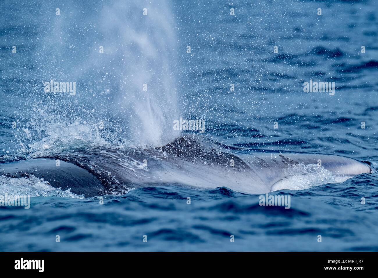 Whale next to boat hi-res stock photography and images - Alamy