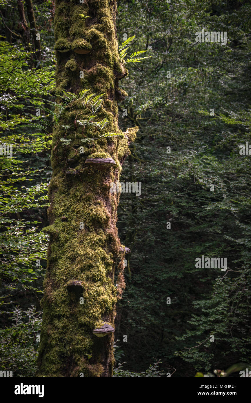 Weak Tree High Resolution Stock Photography and Images - Alamy
