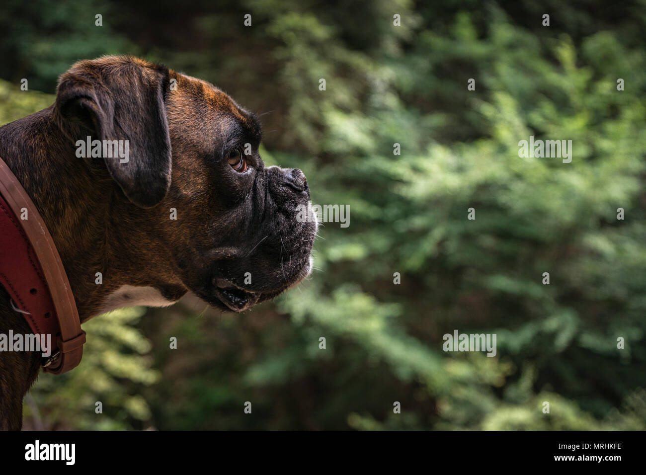 Dog boxer nose hi-res stock photography and images - Alamy