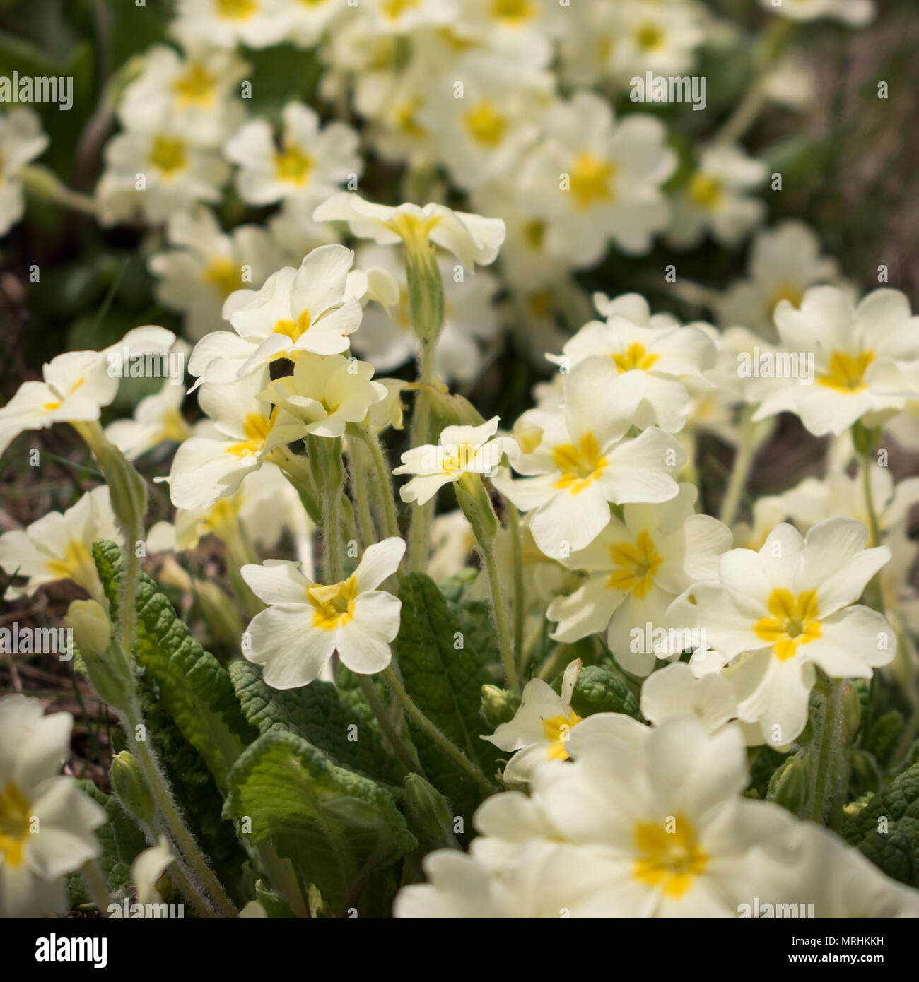 Spring Wild flowers growing in the church yard at St Uny's, Lelant ...