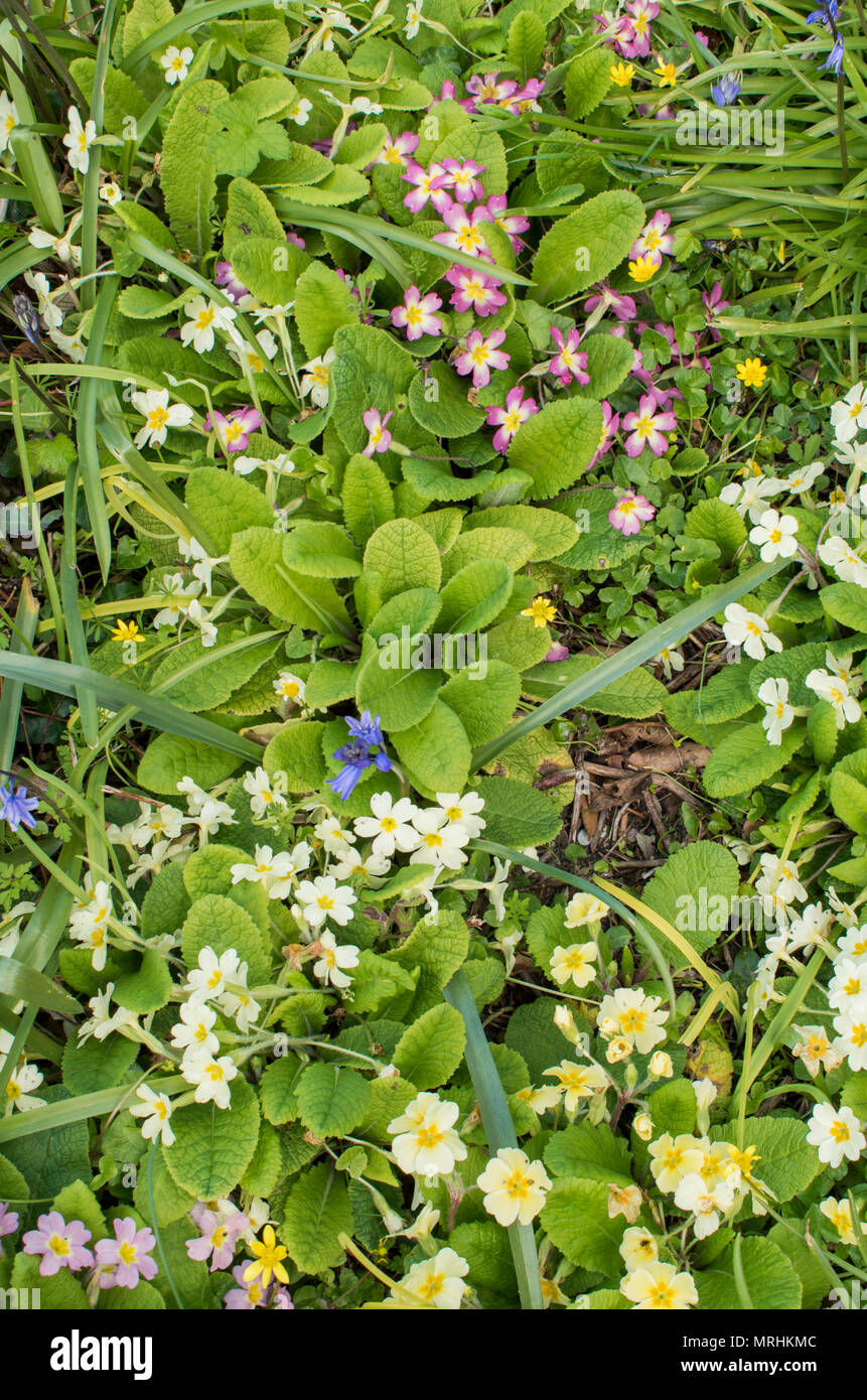 Spring Wild flowers growing in the church yard at St Uny's, Lelant ...