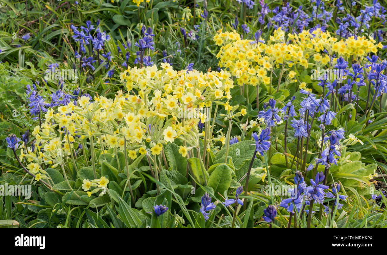 Spring Wild flowers growing in the church yard at St Uny's, Lelant ...