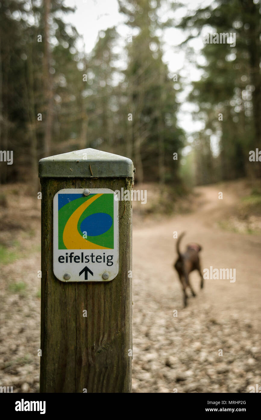 Wandering Boxer Germany Stock Photo - Alamy
