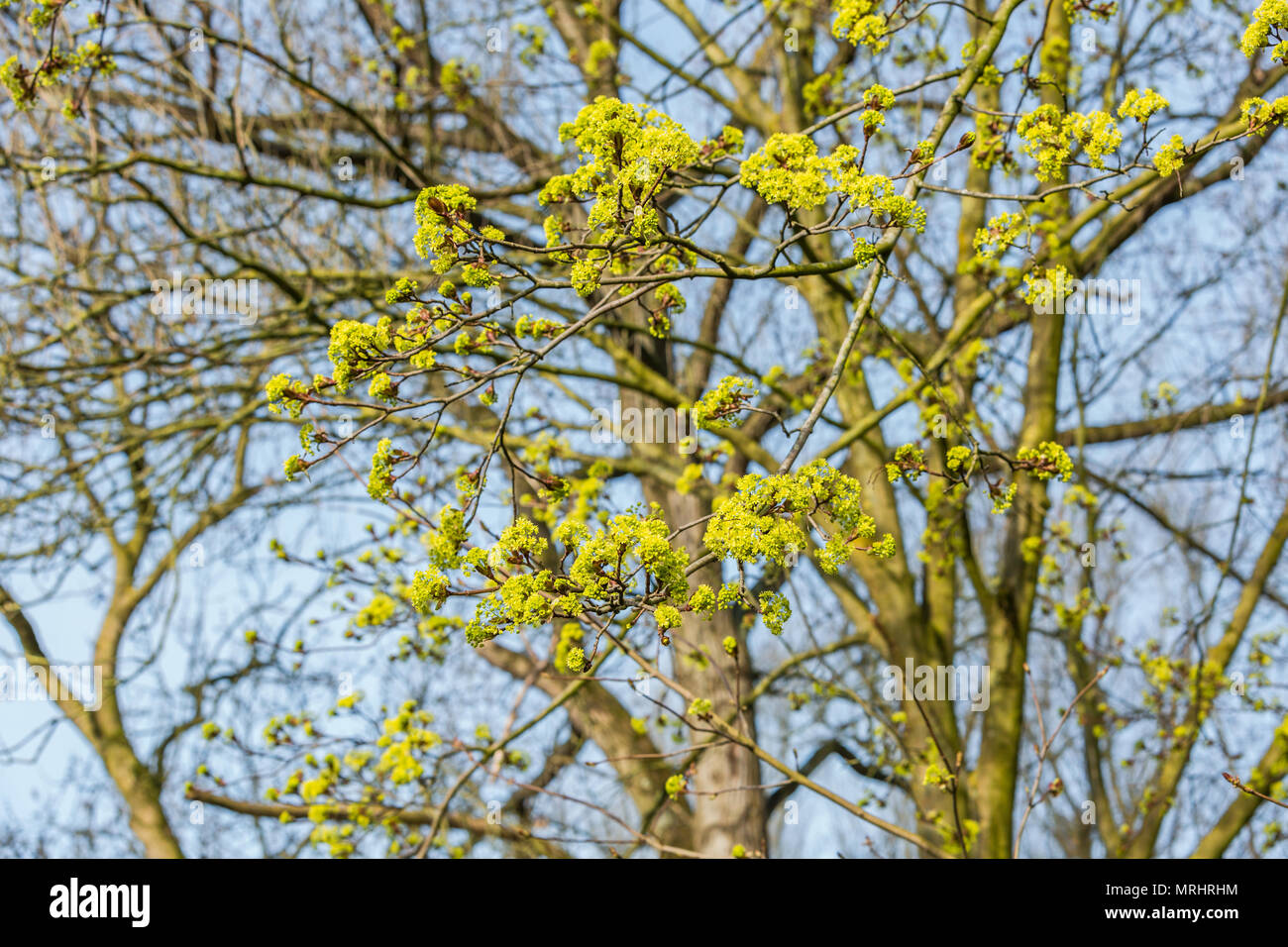 Norway maple seed hi-res stock photography and images - Alamy