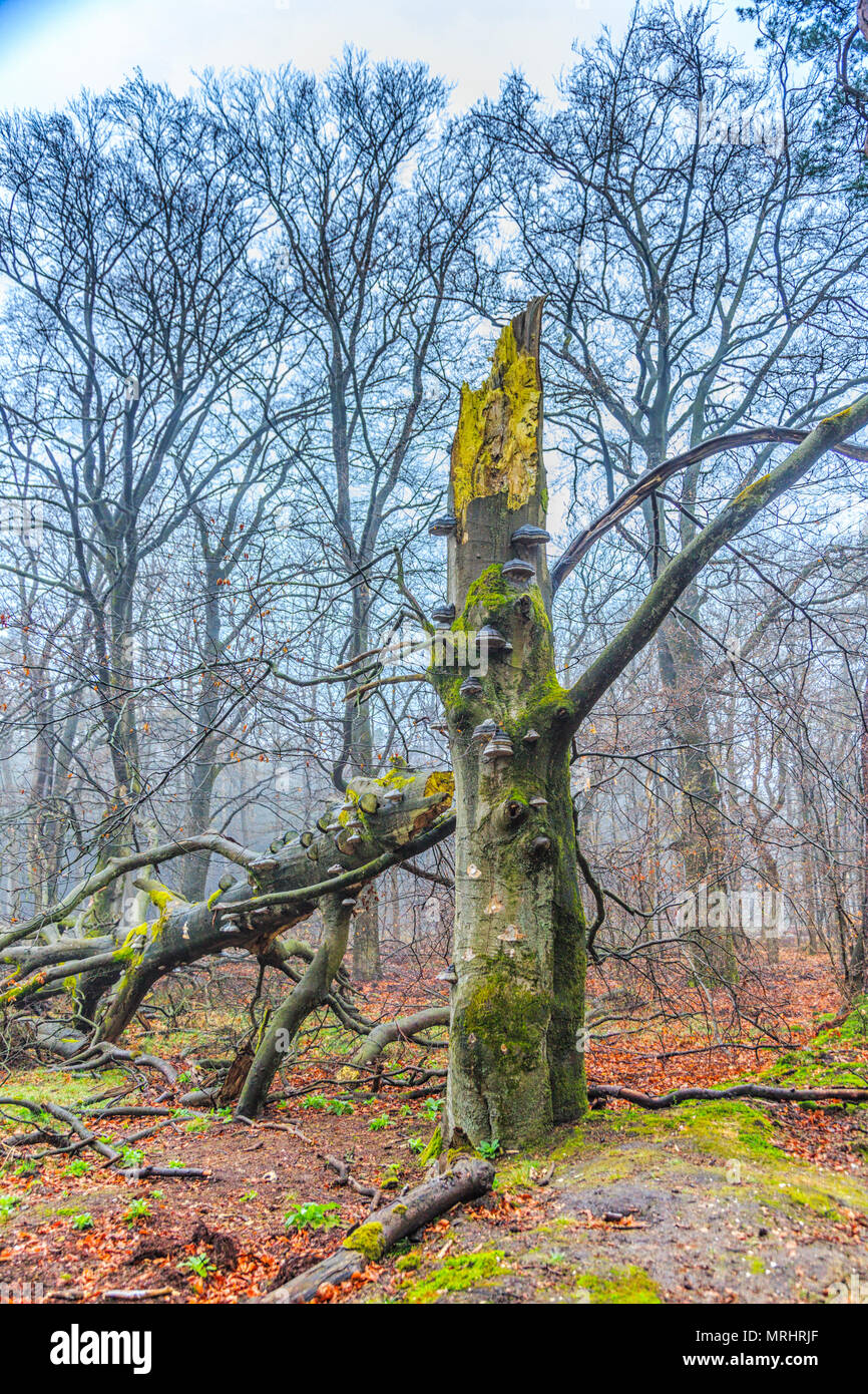 Dead beech tree Fagus sylvatica fomes Fomentarius, under covered with ...