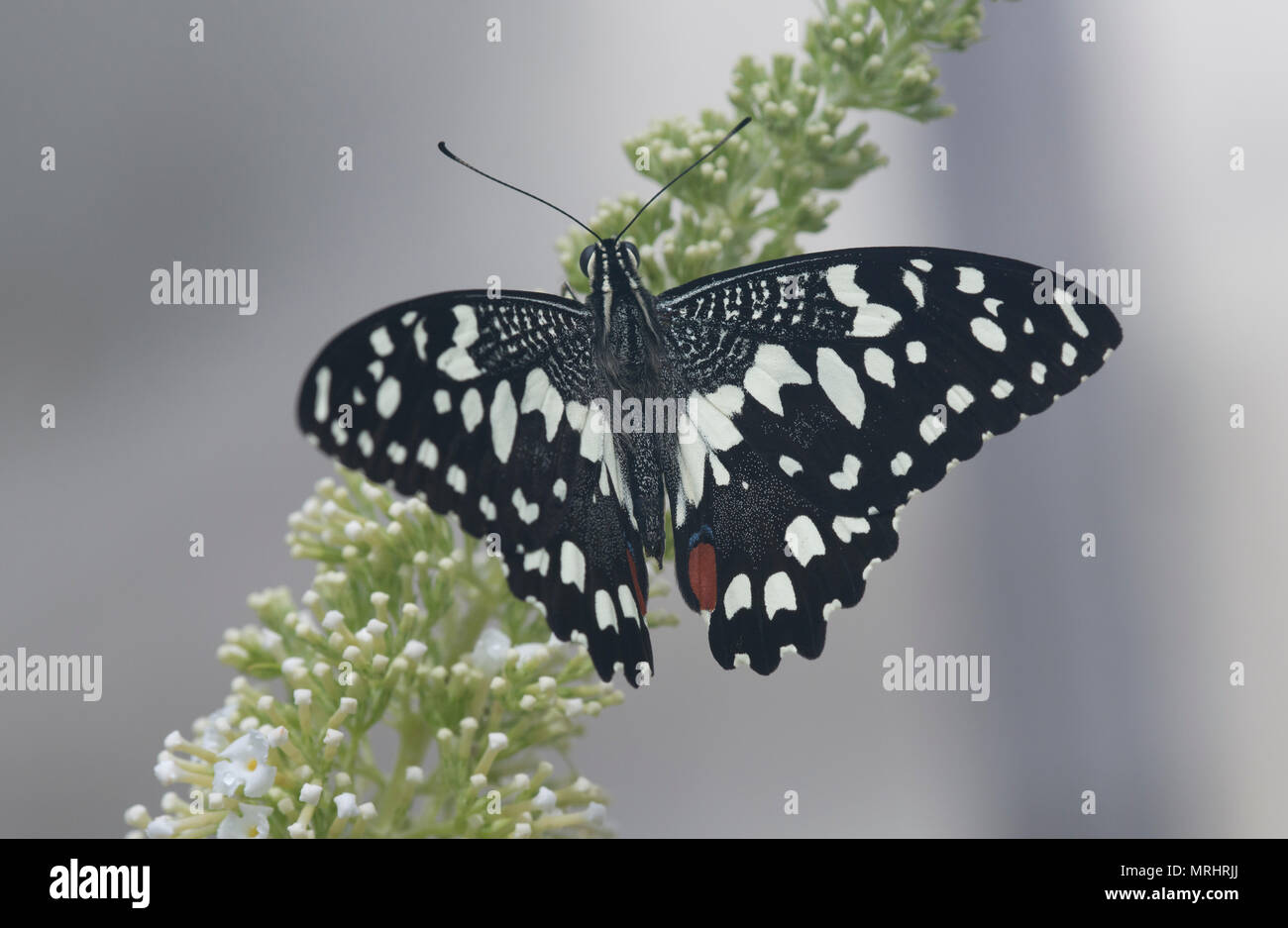Chequered Swallowtail Stock Photos & Chequered Swallowtail Stock Images ...