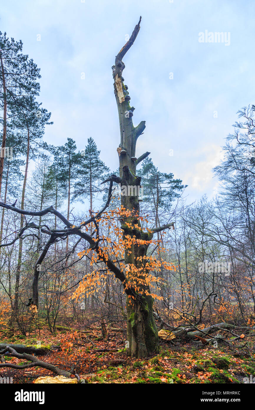 Dead beech tree hi-res stock photography and images - Alamy