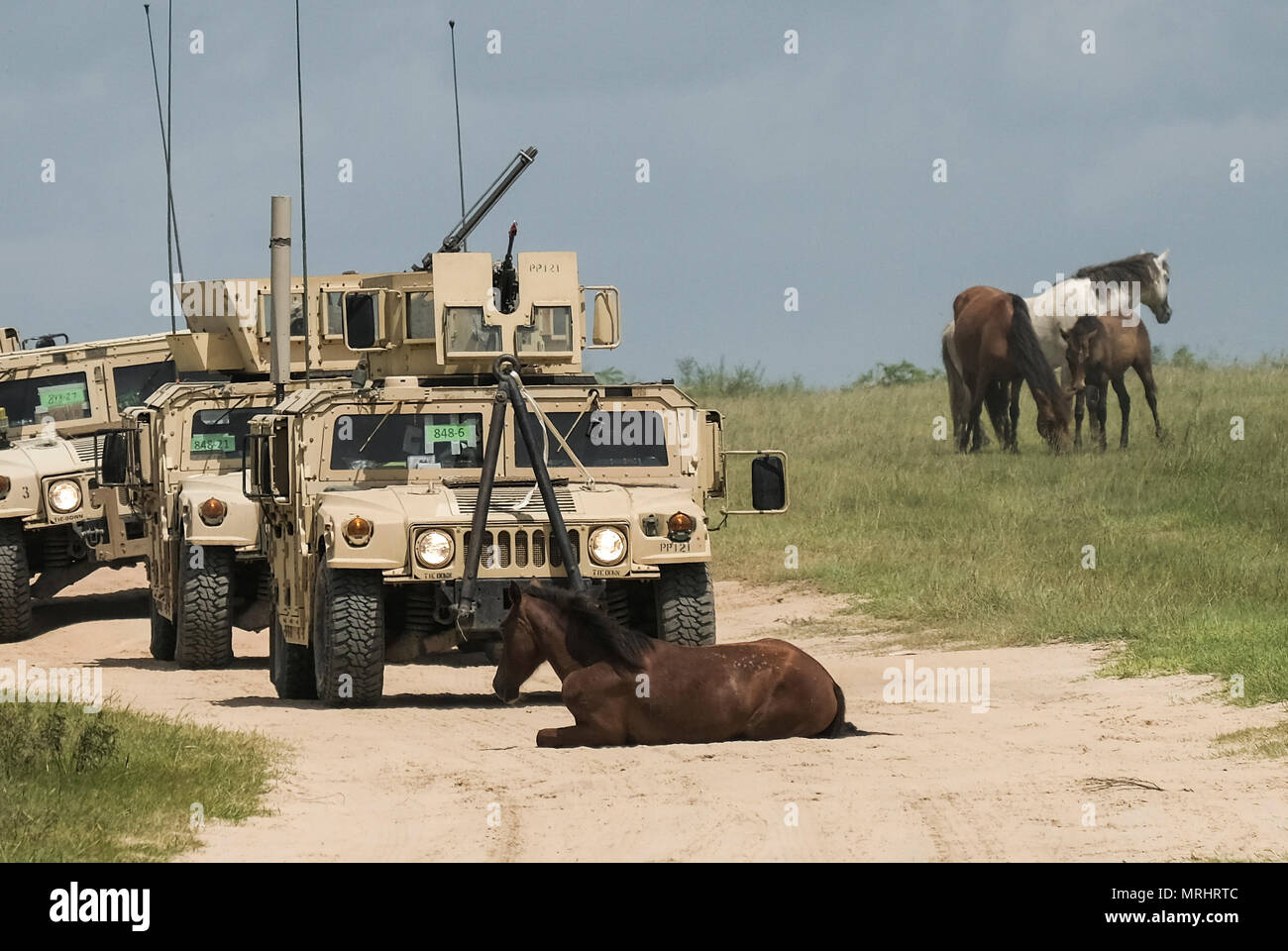 Staff training horses hi-res stock photography and images - Alamy