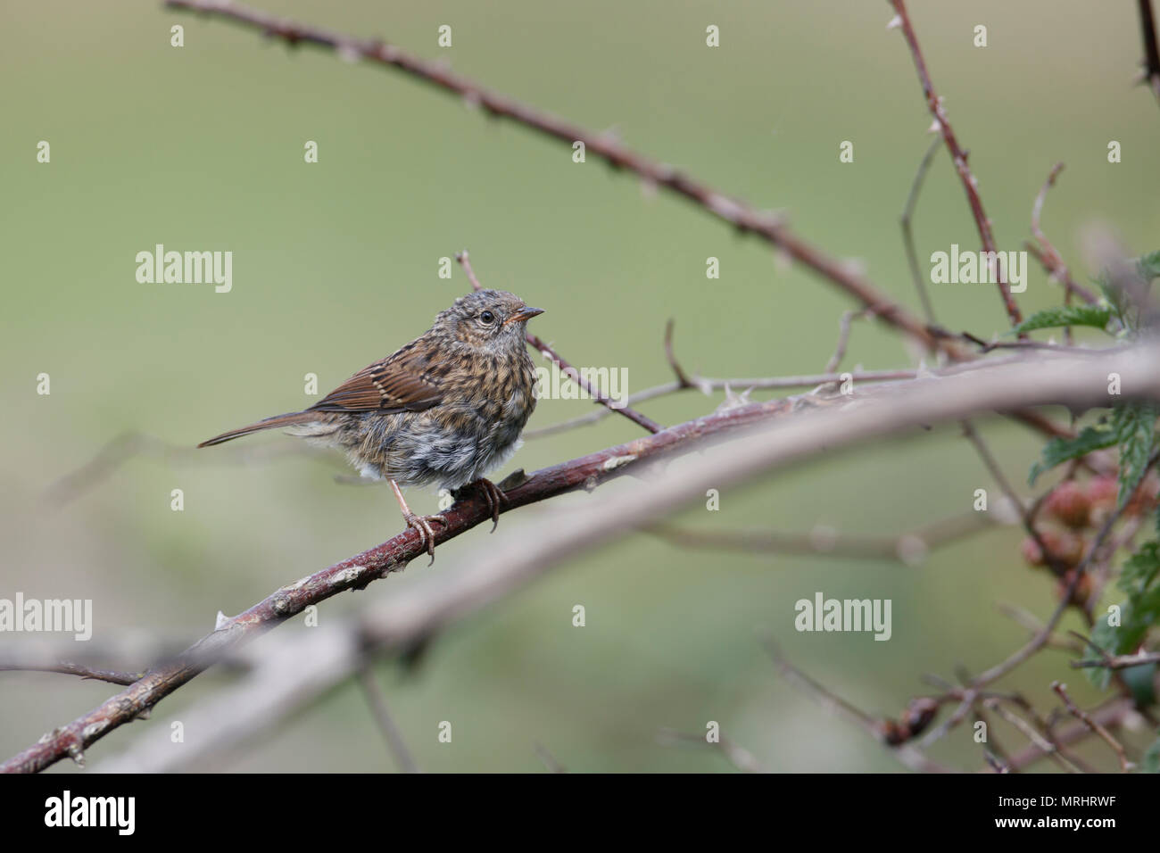 British bird dunnock hi-res stock photography and images - Alamy