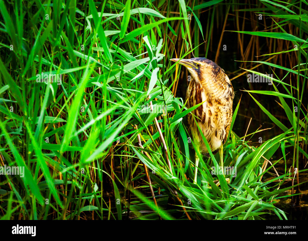 Bittern in a reed bed Stock Photo - Alamy