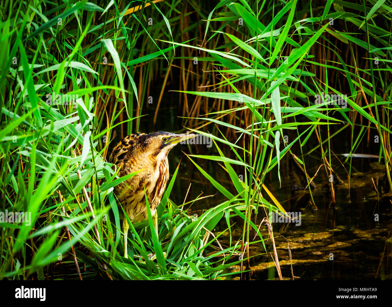Bittern in a reed bed Stock Photo - Alamy
