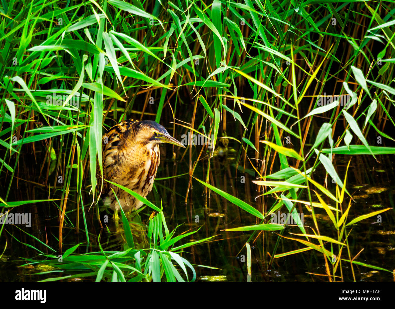 Graham reed hi-res stock photography and images - Alamy