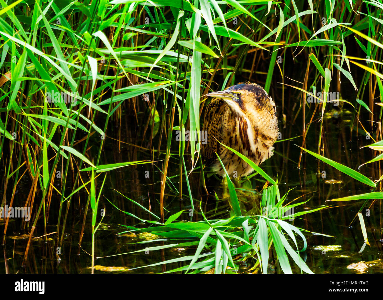 Bittern family hi-res stock photography and images - Alamy
