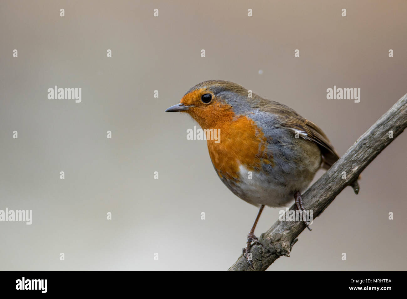 Profile of robin redbreast hi-res stock photography and images - Alamy