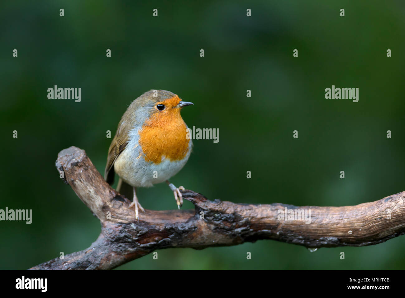Profile of robin redbreast hi-res stock photography and images - Alamy