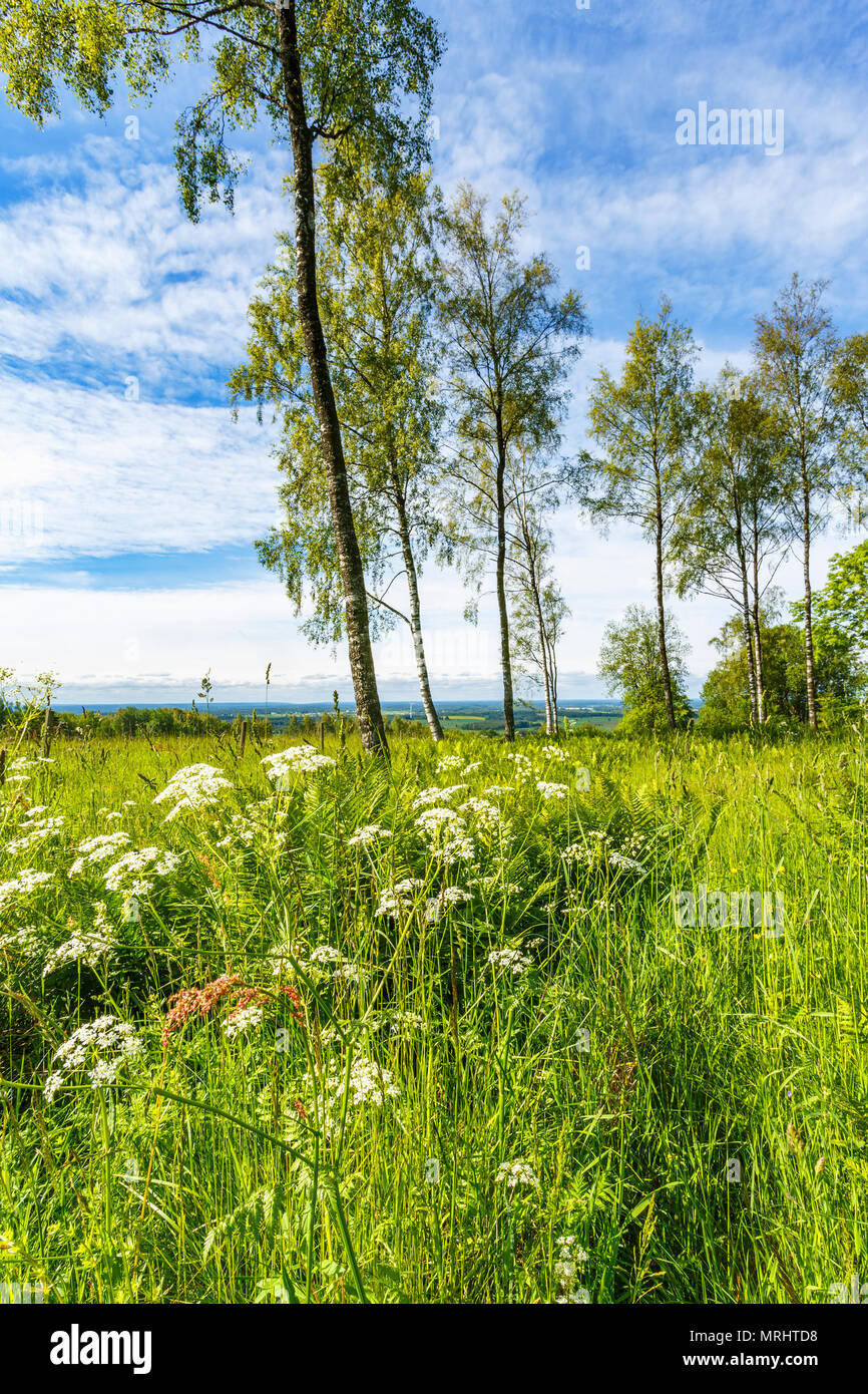Parsley Fern High Resolution Stock Photography and Images - Alamy