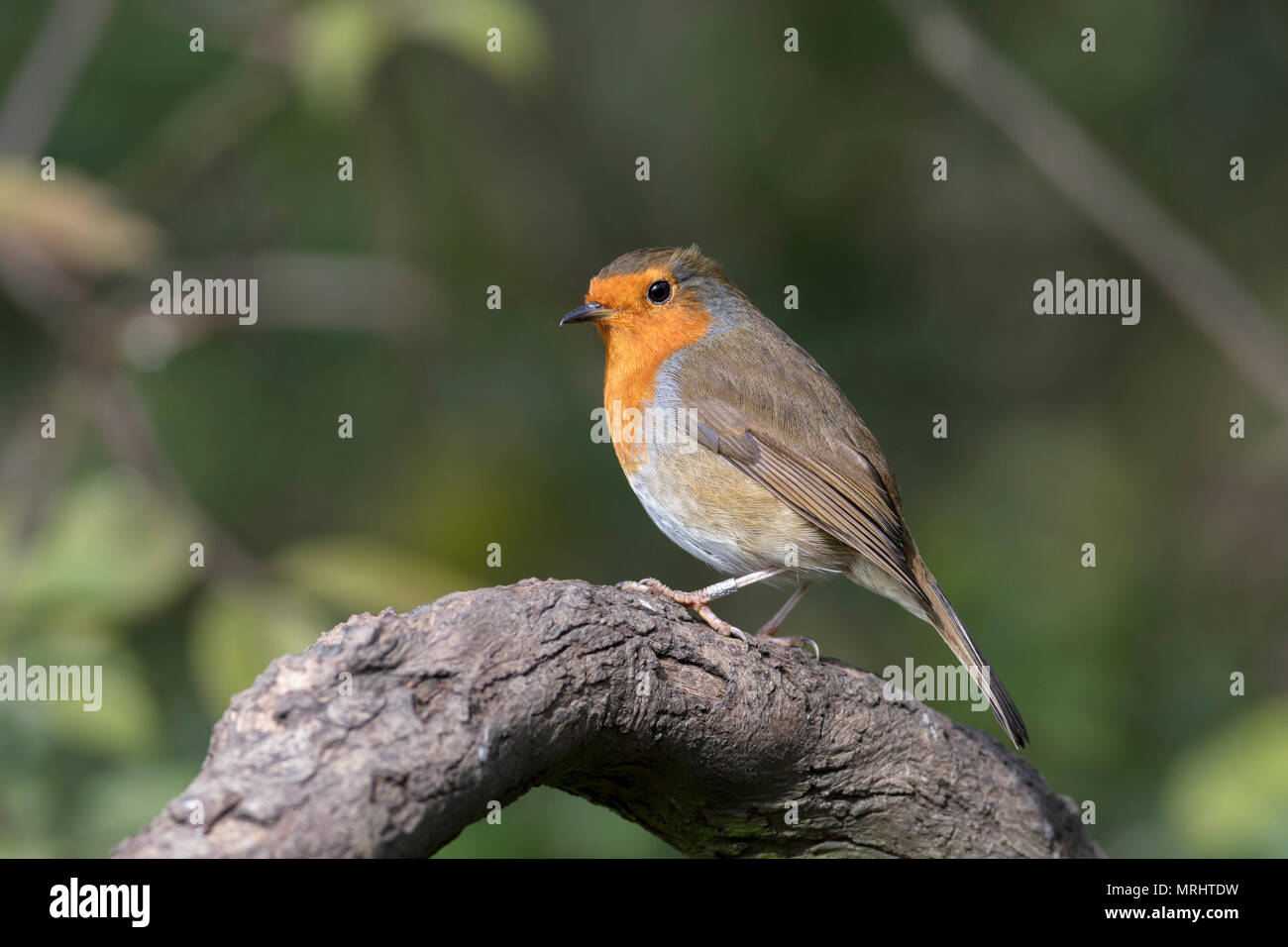Beautiful robin hi-res stock photography and images - Alamy