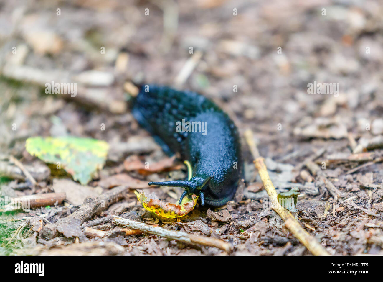 Crawling black slug on the ground in the forest Stock Photo - Alamy