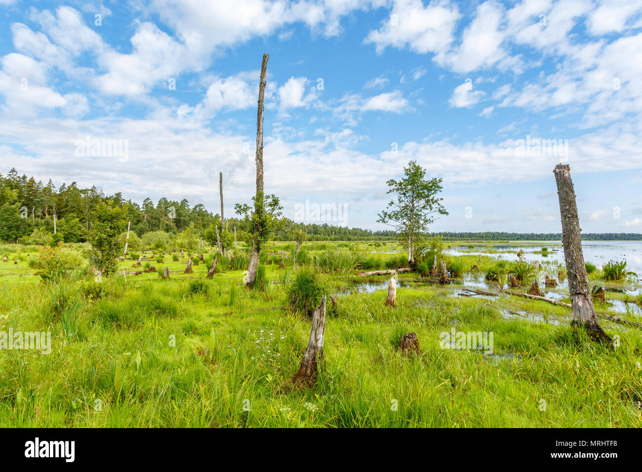 Wetland at a lake with dead trees and stumps Stock Photo - Alamy