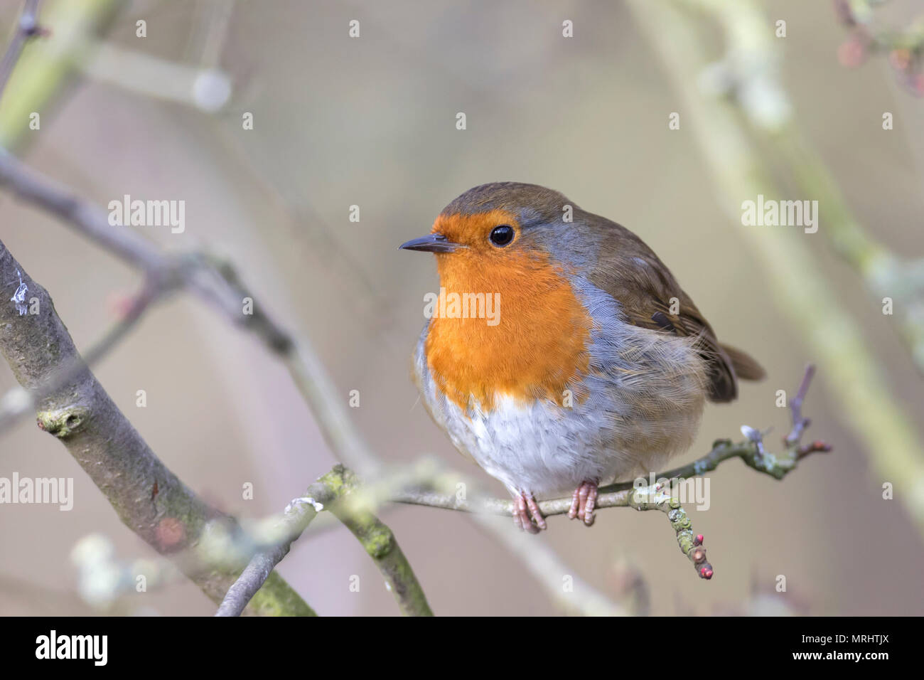Beautiful robin hi-res stock photography and images - Alamy