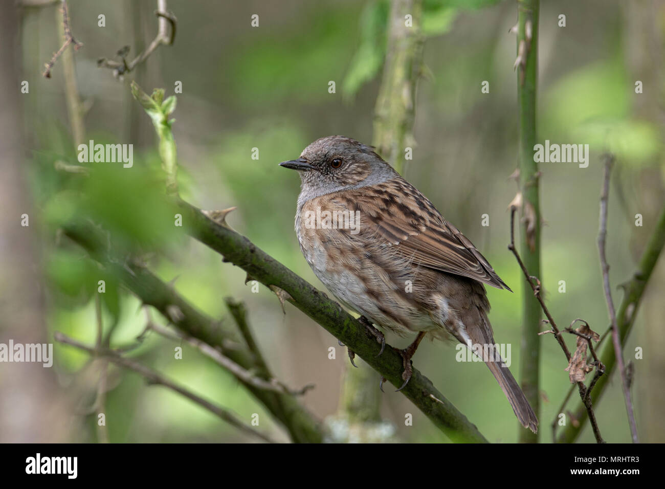 British bird dunnock hi-res stock photography and images - Alamy