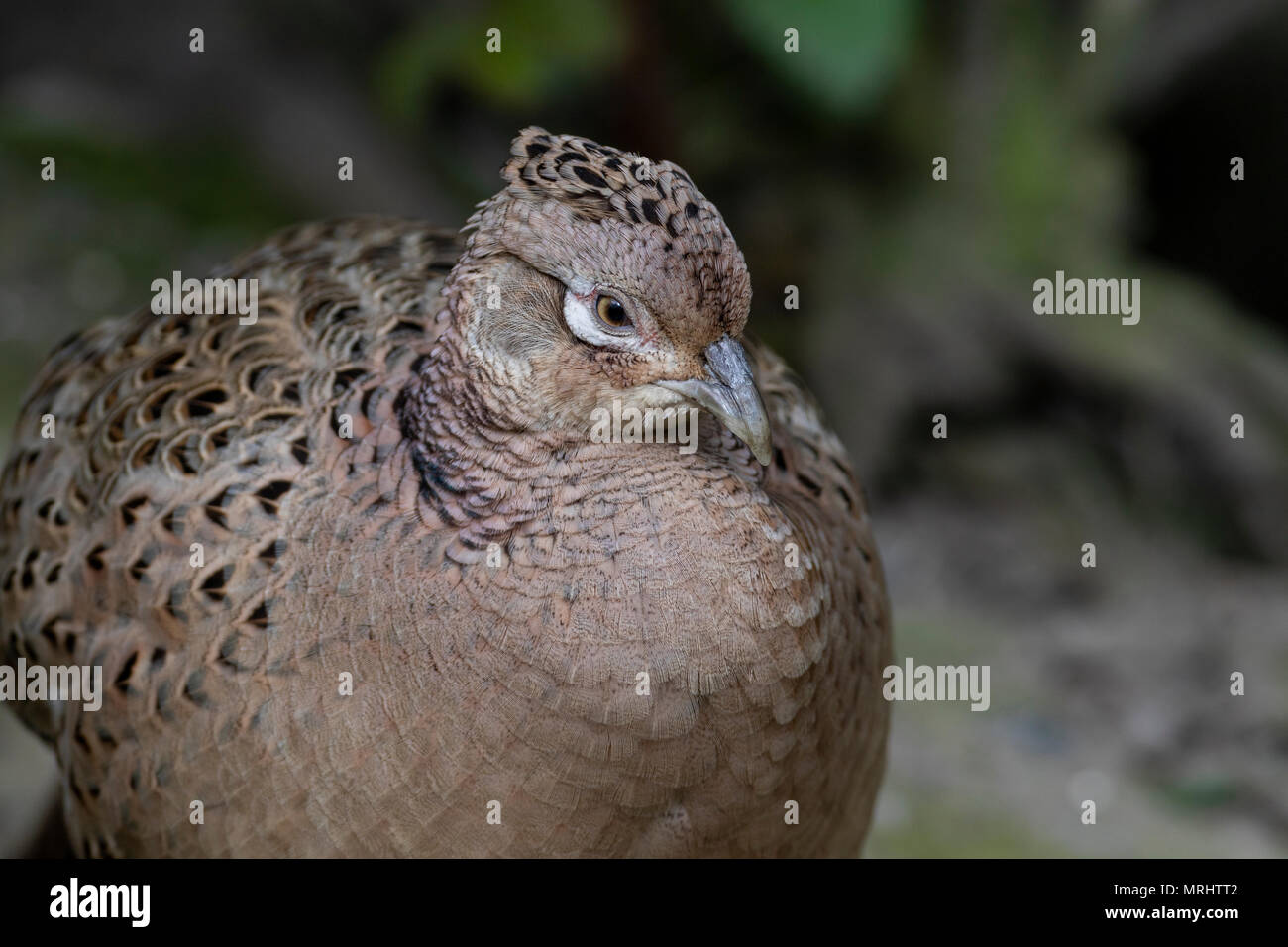 Female ring necked pheasant hi-res stock photography and images - Alamy