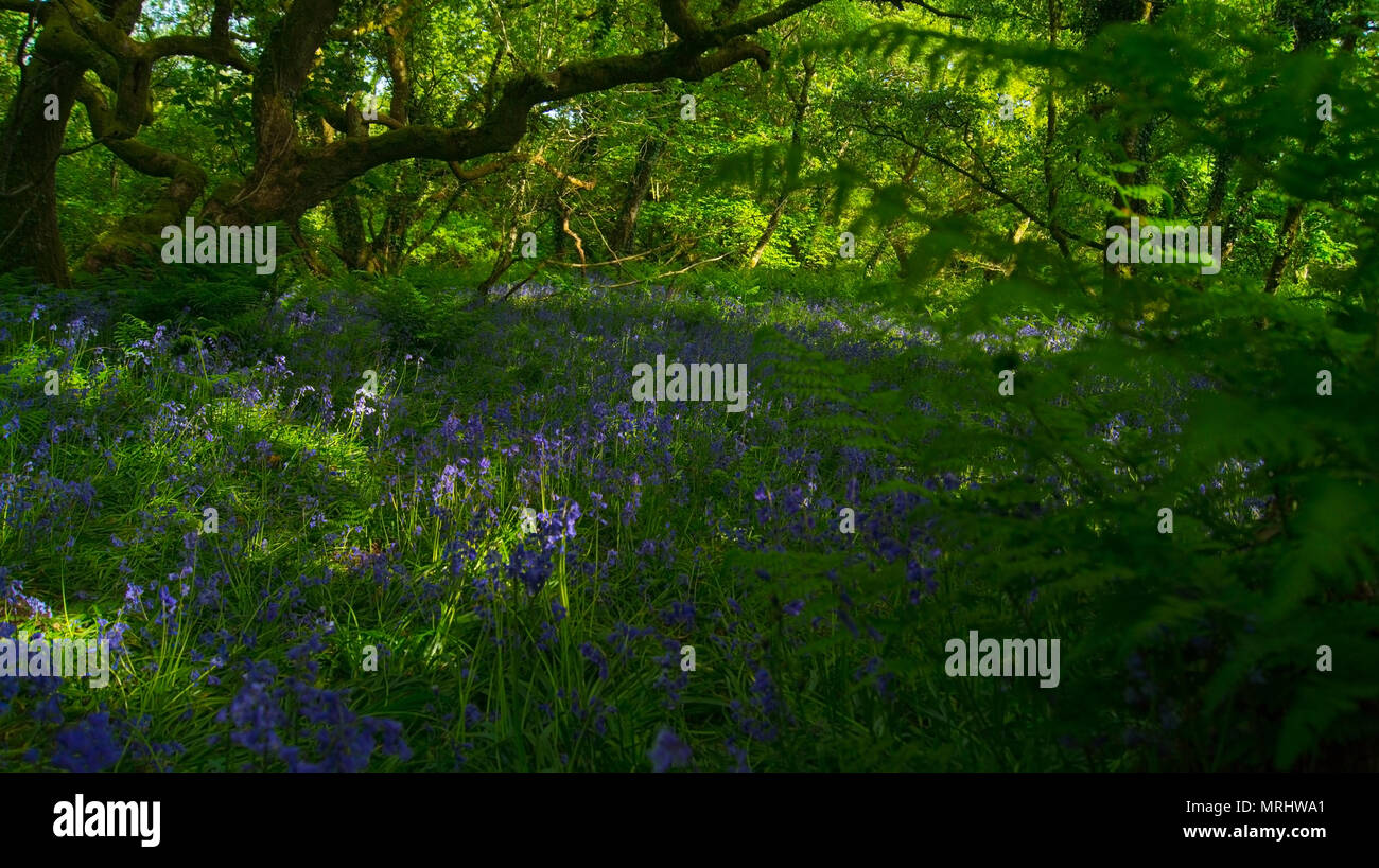 A floor of bluebells (flower) in a forest in Devon Stock Photo - Alamy