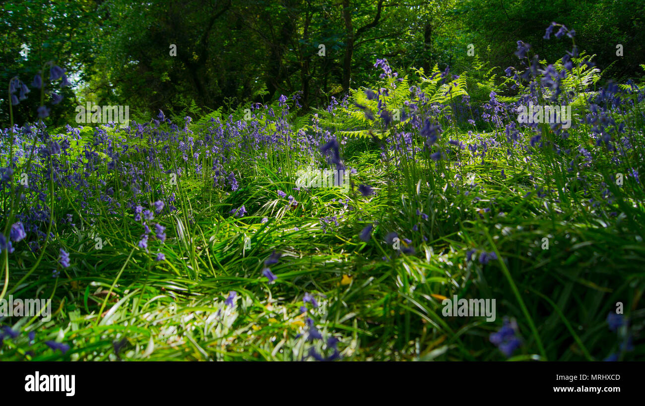 A floor of bluebells (flower) in a forest in Devon Stock Photo - Alamy