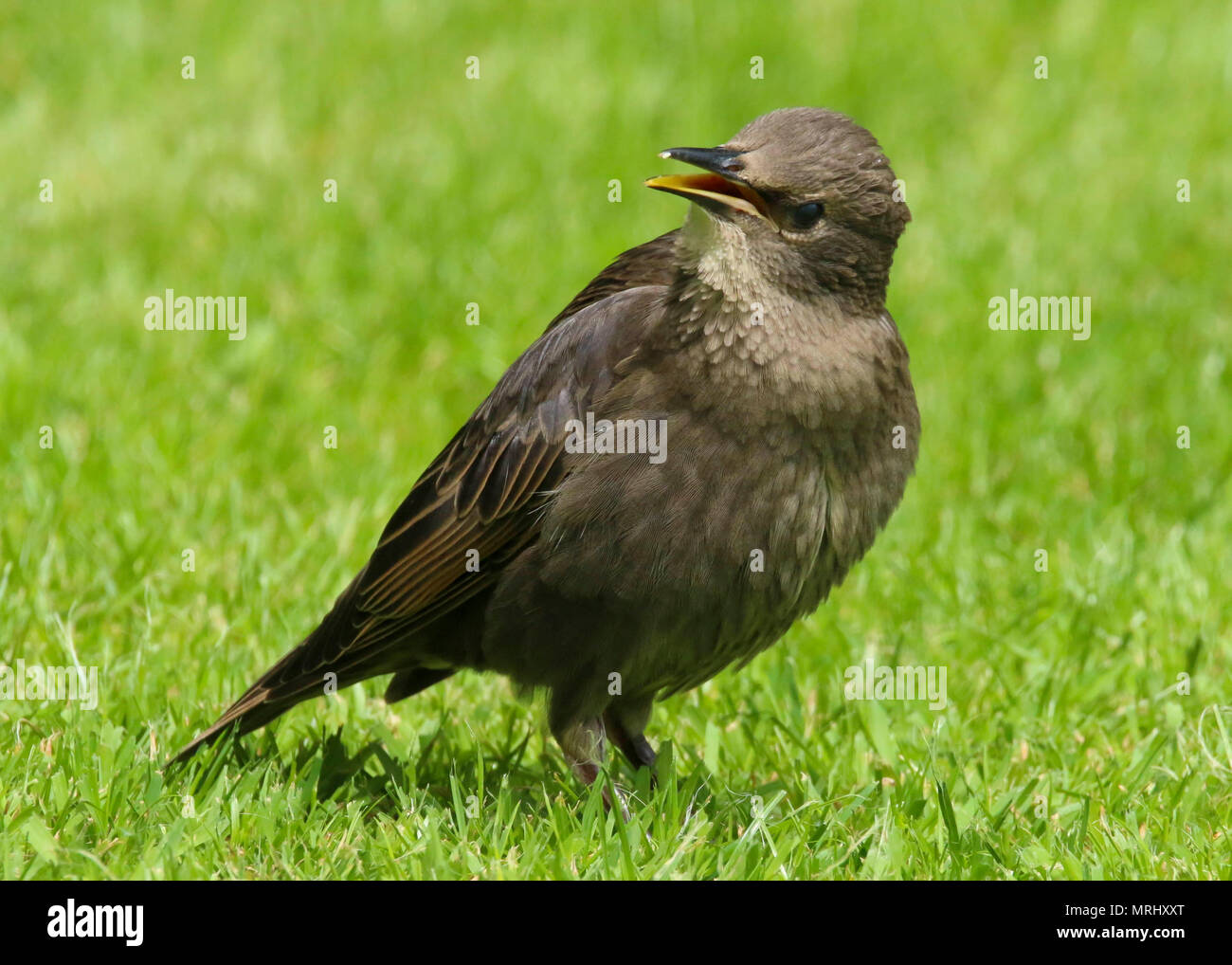 Juvenile Starling (sturnus vulgaris) in a garden in Cardiff South Wales ...