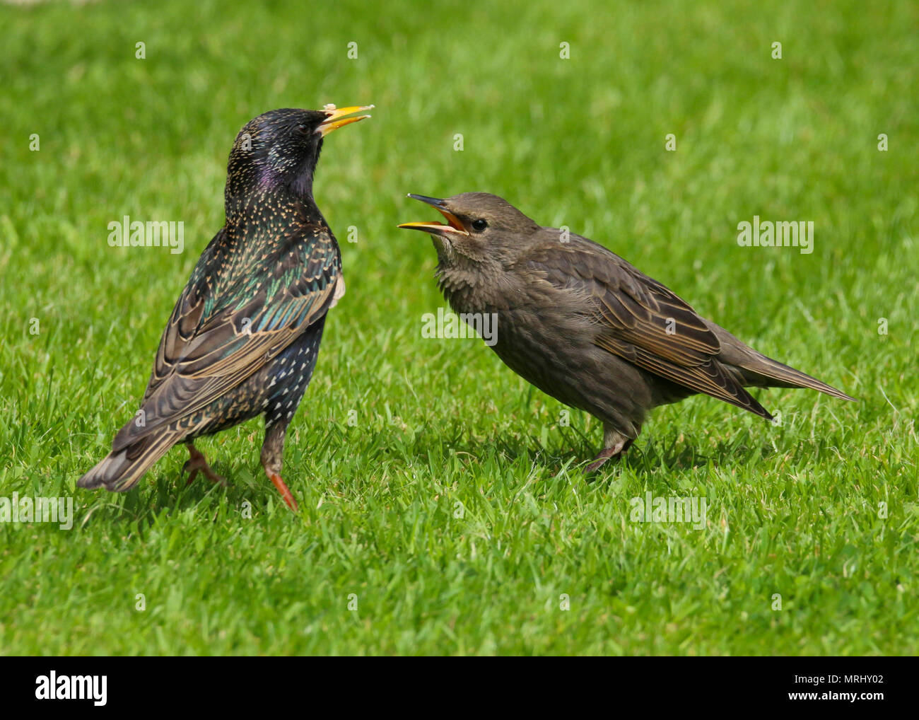 Juvenile starling uk garden hi-res stock photography and images - Alamy