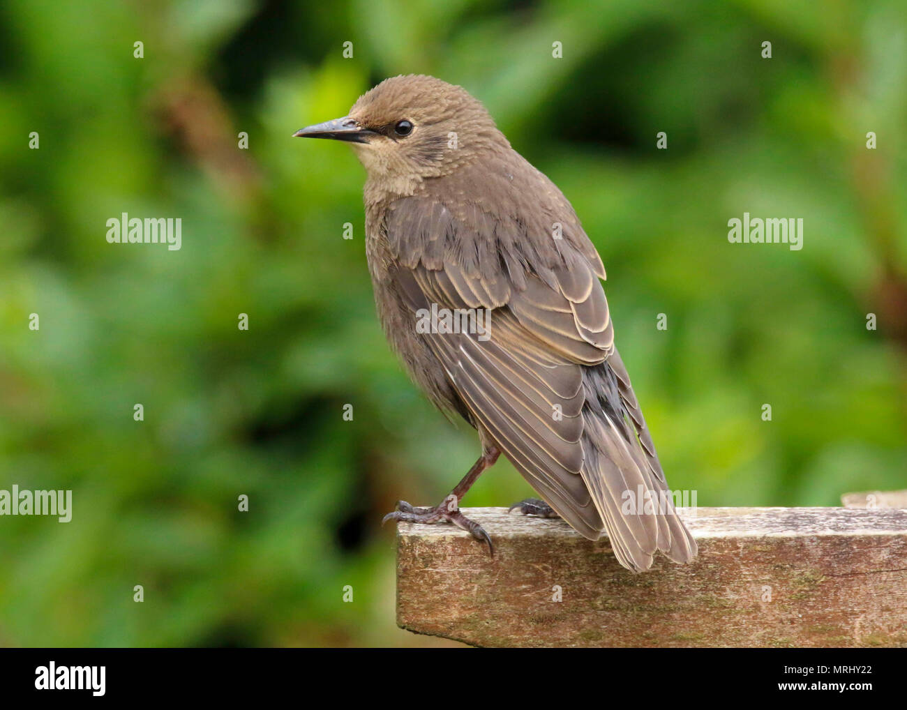 Juvenile Starling (sturnus vulgaris) in a garden in Cardiff South Wales ...