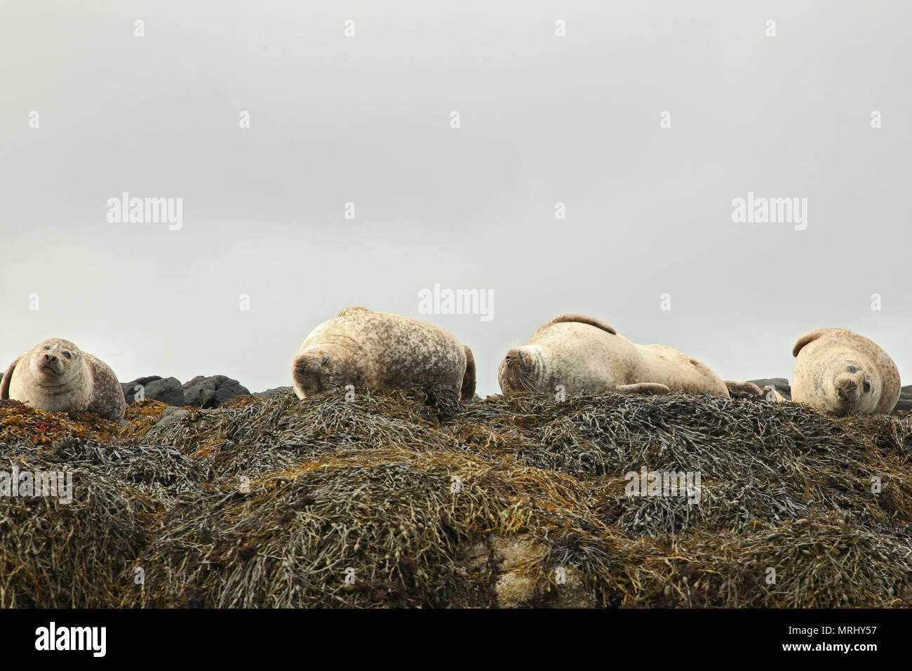 Male common seal head uk hi-res stock photography and images - Alamy