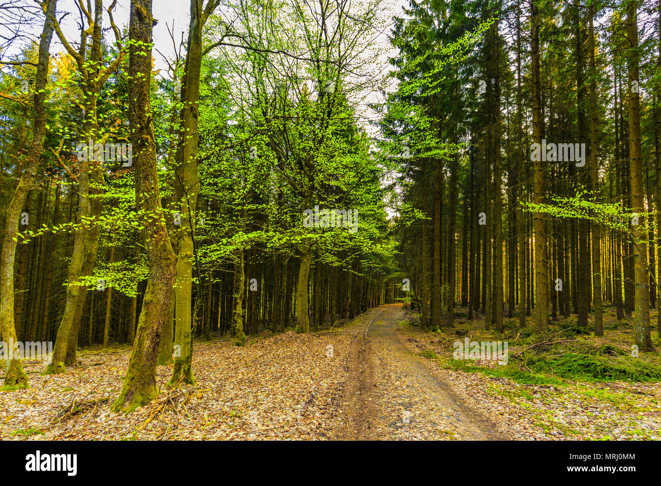 During sunrise awakening beech forest with soft green leaves in German ...