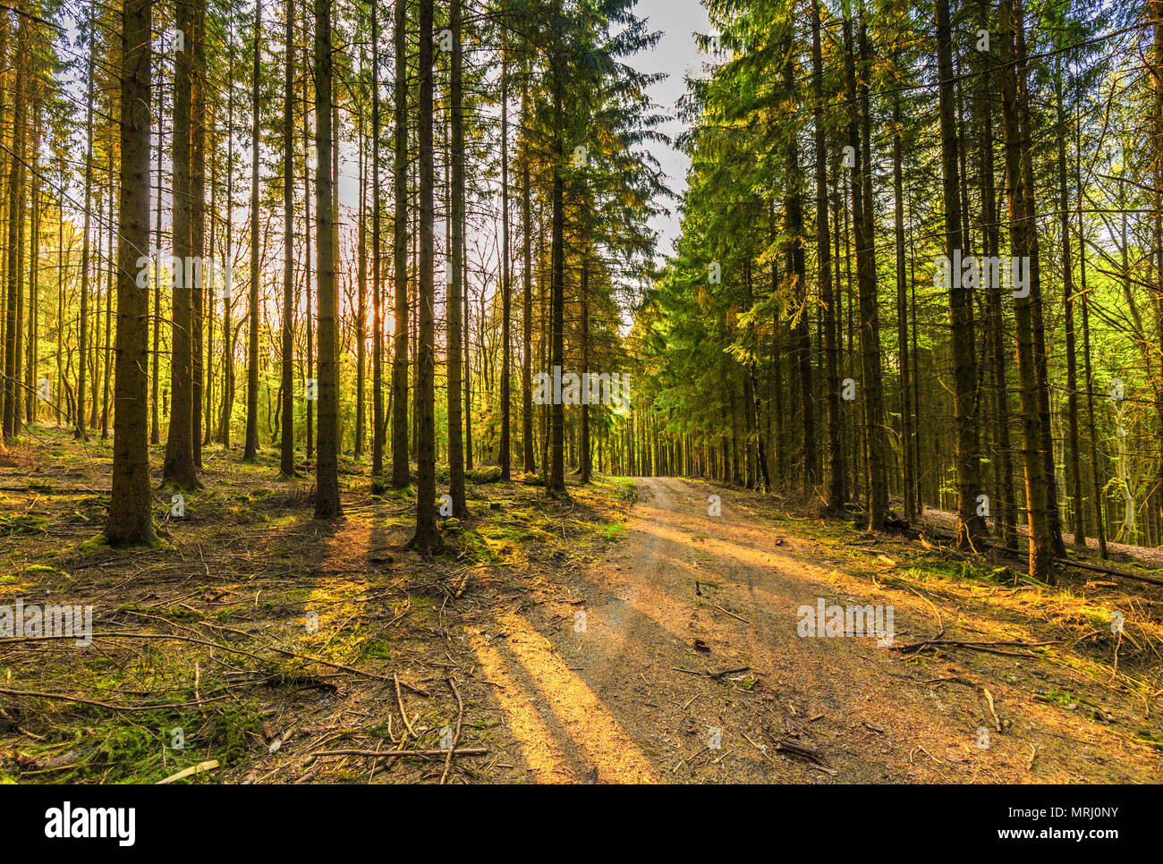 Yellow green palts hi-res stock photography and images - Alamy