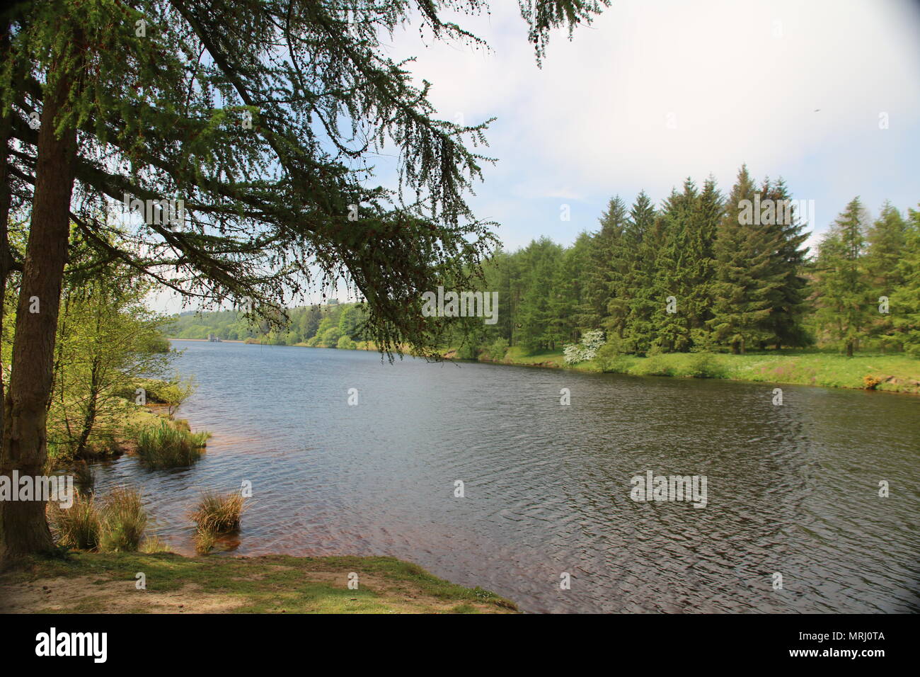 a big scenic lake surrounded by trees on a nice bright day Stock Photo ...