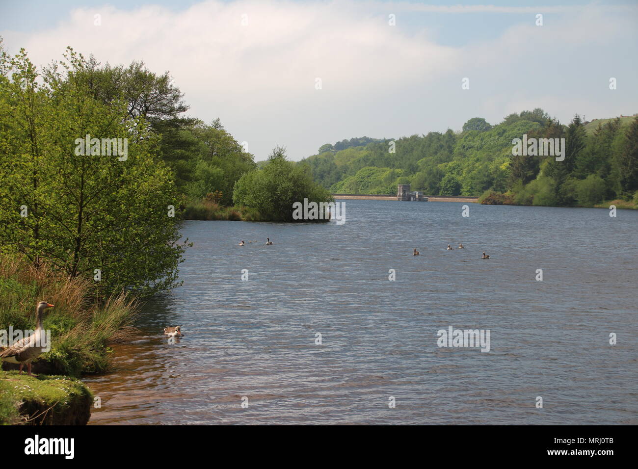 Cod Beck Stock Photos & Cod Beck Stock Images - Alamy