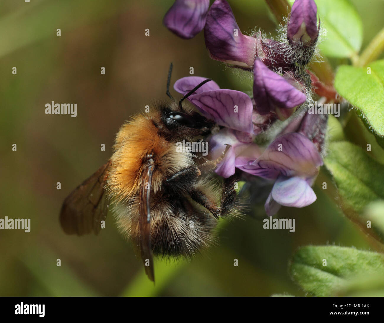 Bee anatomy hi-res stock photography and images - Alamy