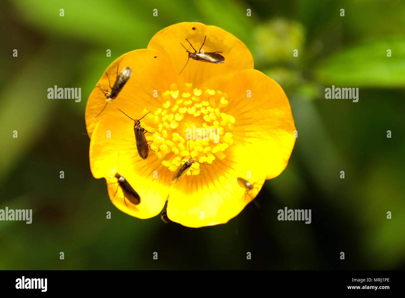 Micro insects hi-res stock photography and images - Alamy