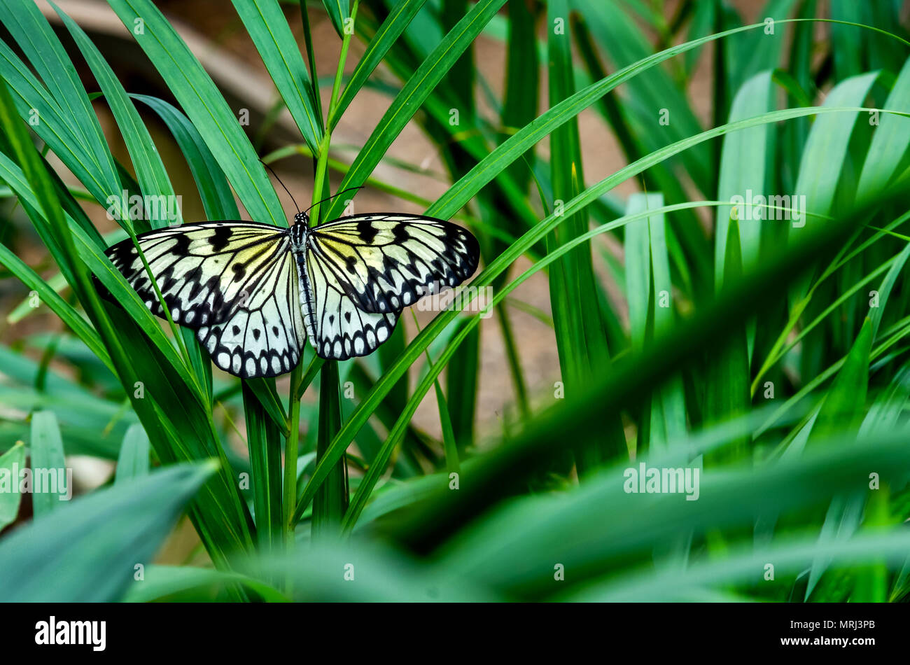 Butterfly exhibition natural history museum hi-res stock photography ...