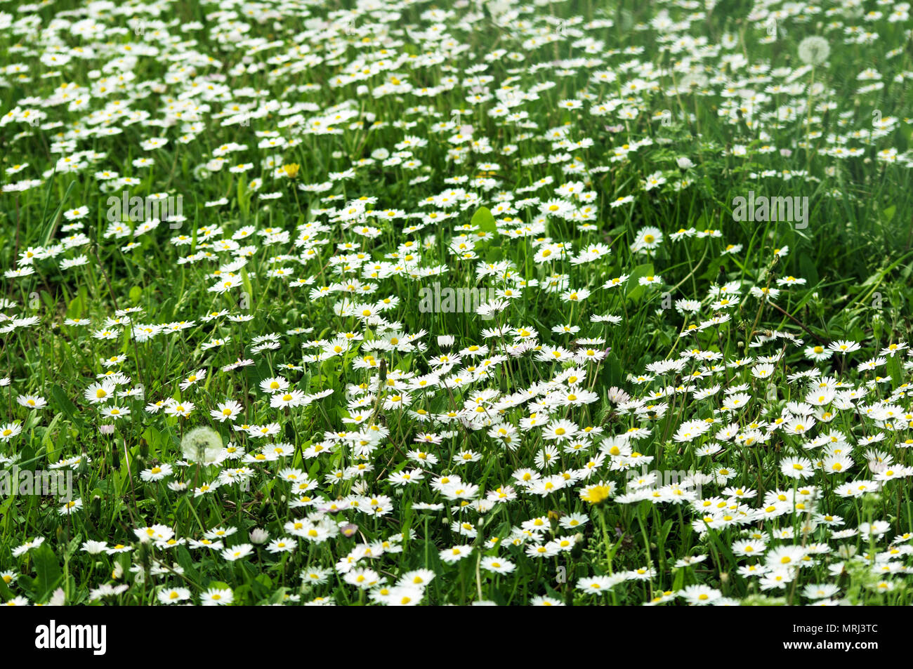 Daisies field horizon hi-res stock photography and images - Alamy
