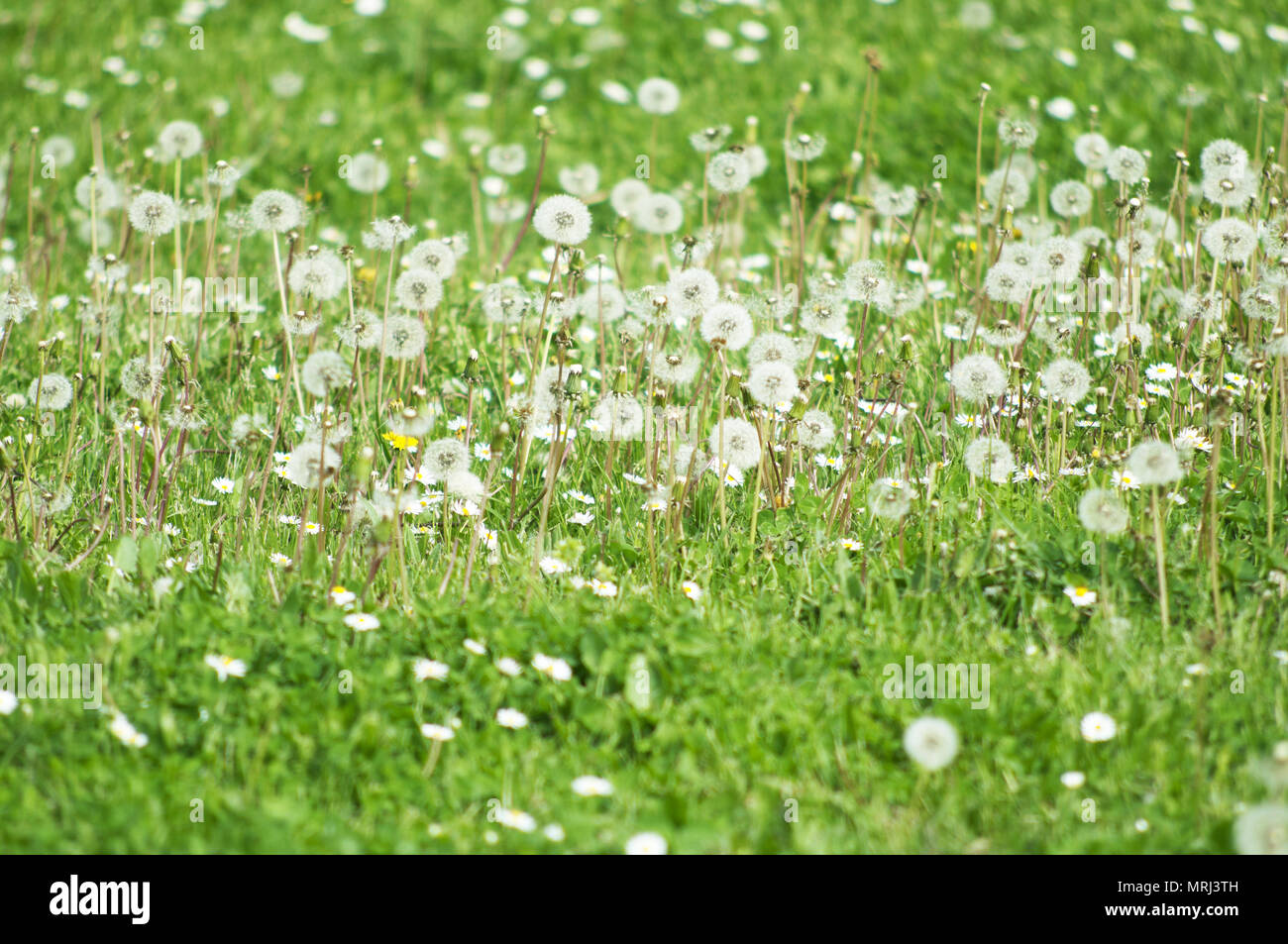 Field with Dandelions Stock Photo - Alamy