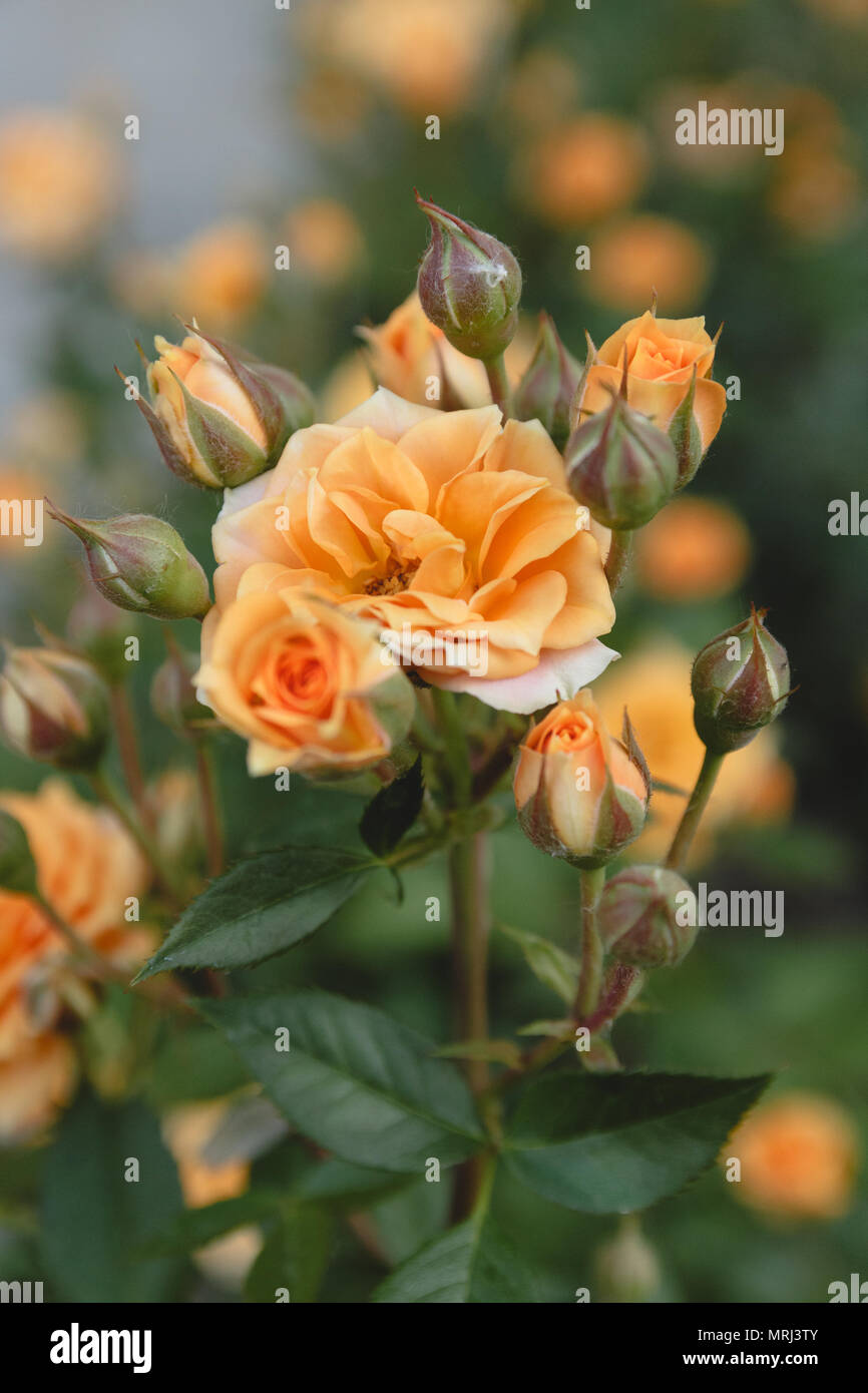 Orange beautiful rose growing in the garden Stock Photo - Alamy