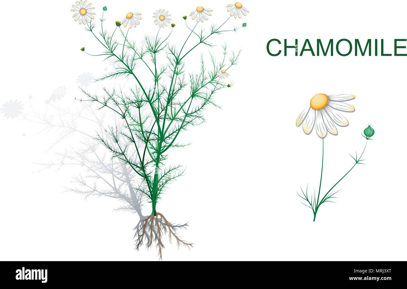 illustration of chamomile with inflorescence and roots Stock Vector ...