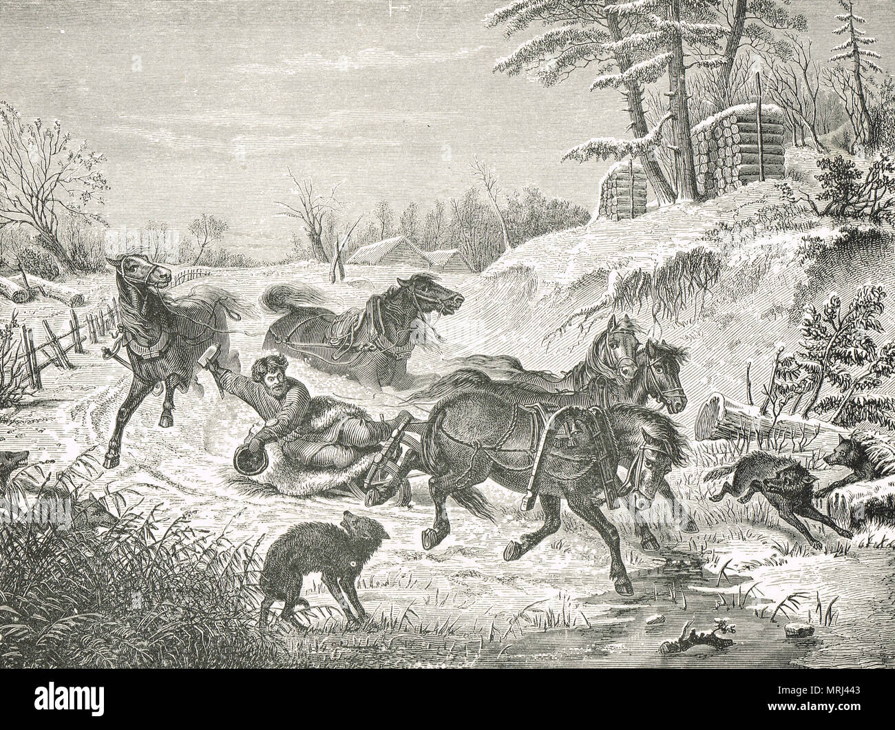 Russian traveller attacked by wolves Stock Photo - Alamy