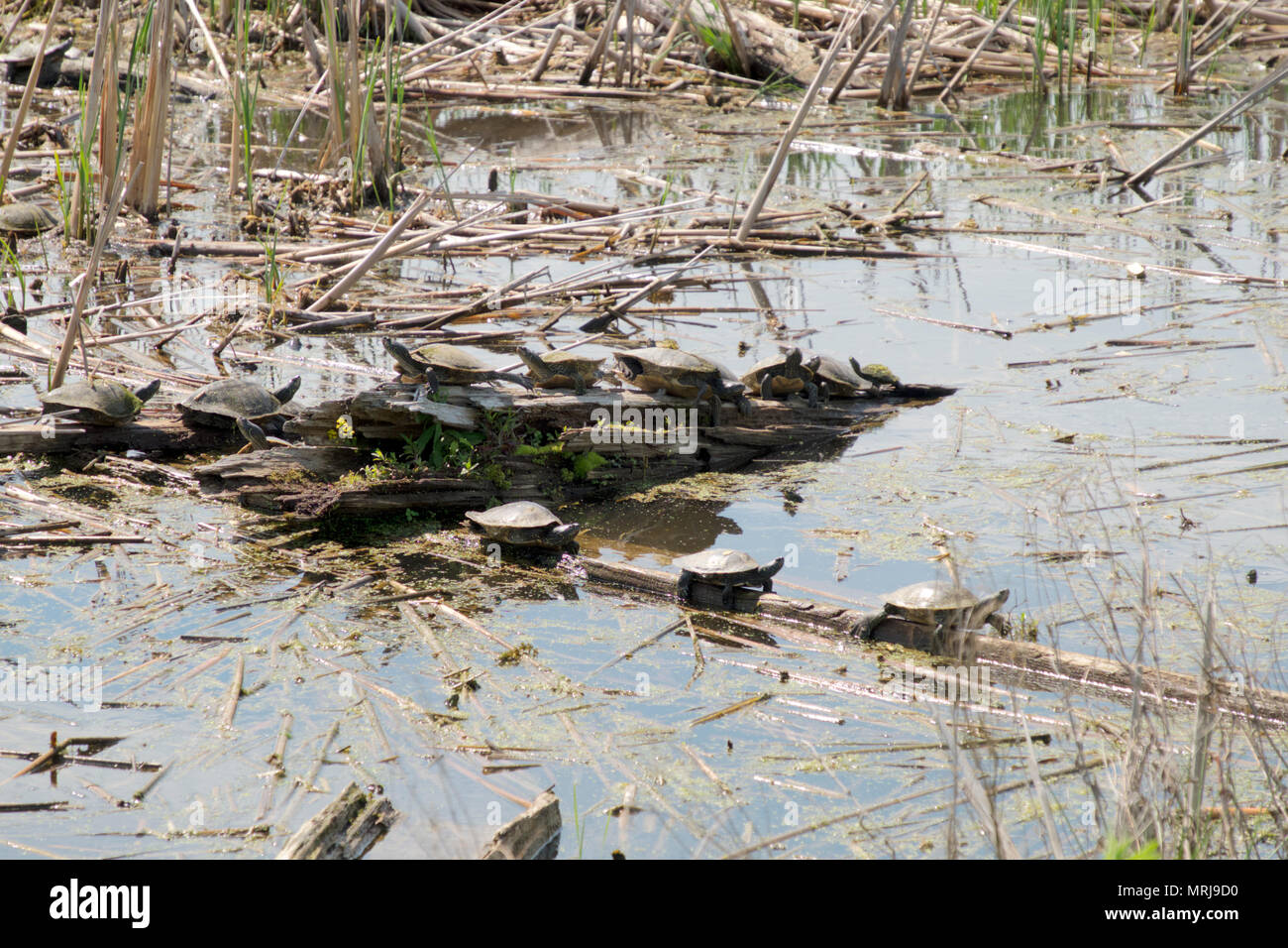 Delta map turtle hi-res stock photography and images - Alamy