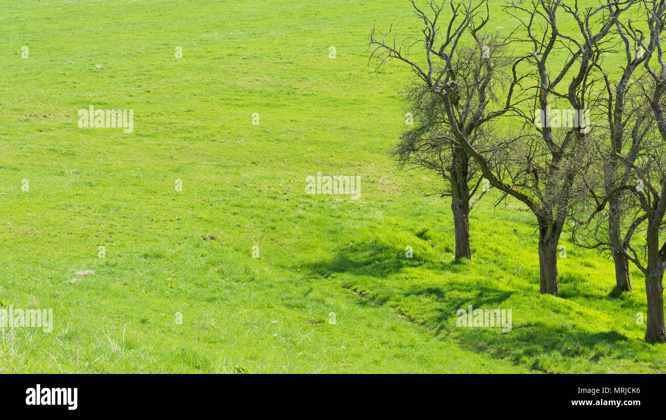 the trees in the full green grass Stock Photo - Alamy