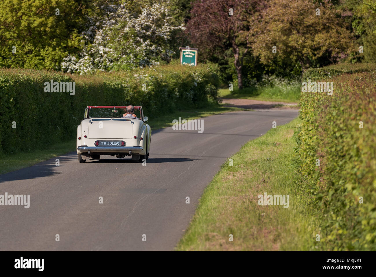 A lone man drives his open top classic car along a summer hedgerow ...