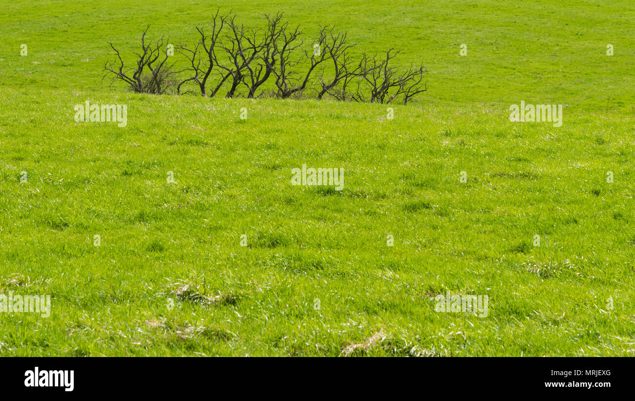 The trees look out from behind a hi Stock Photo - Alamy