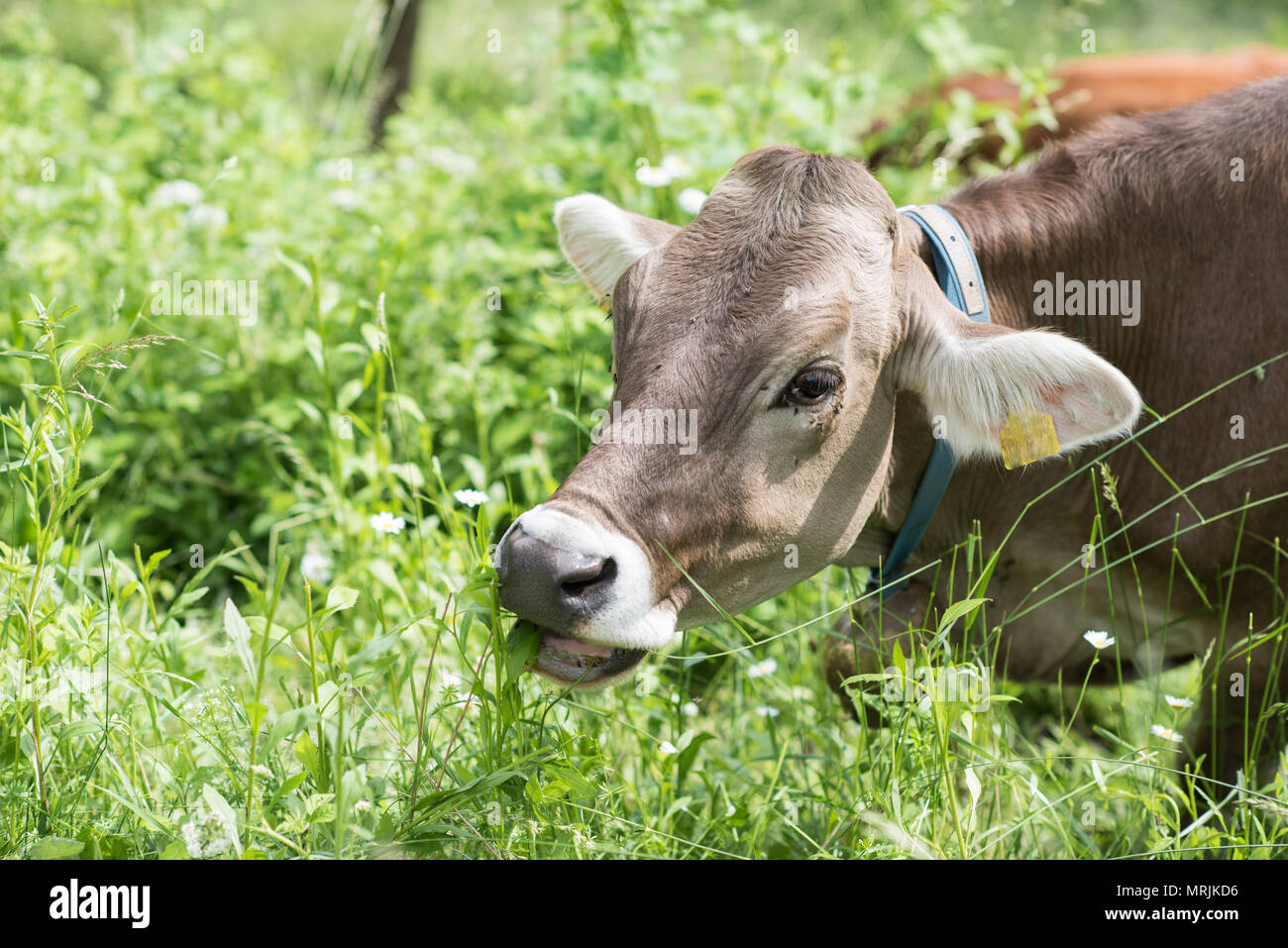cow on the meadow Stock Photo - Alamy