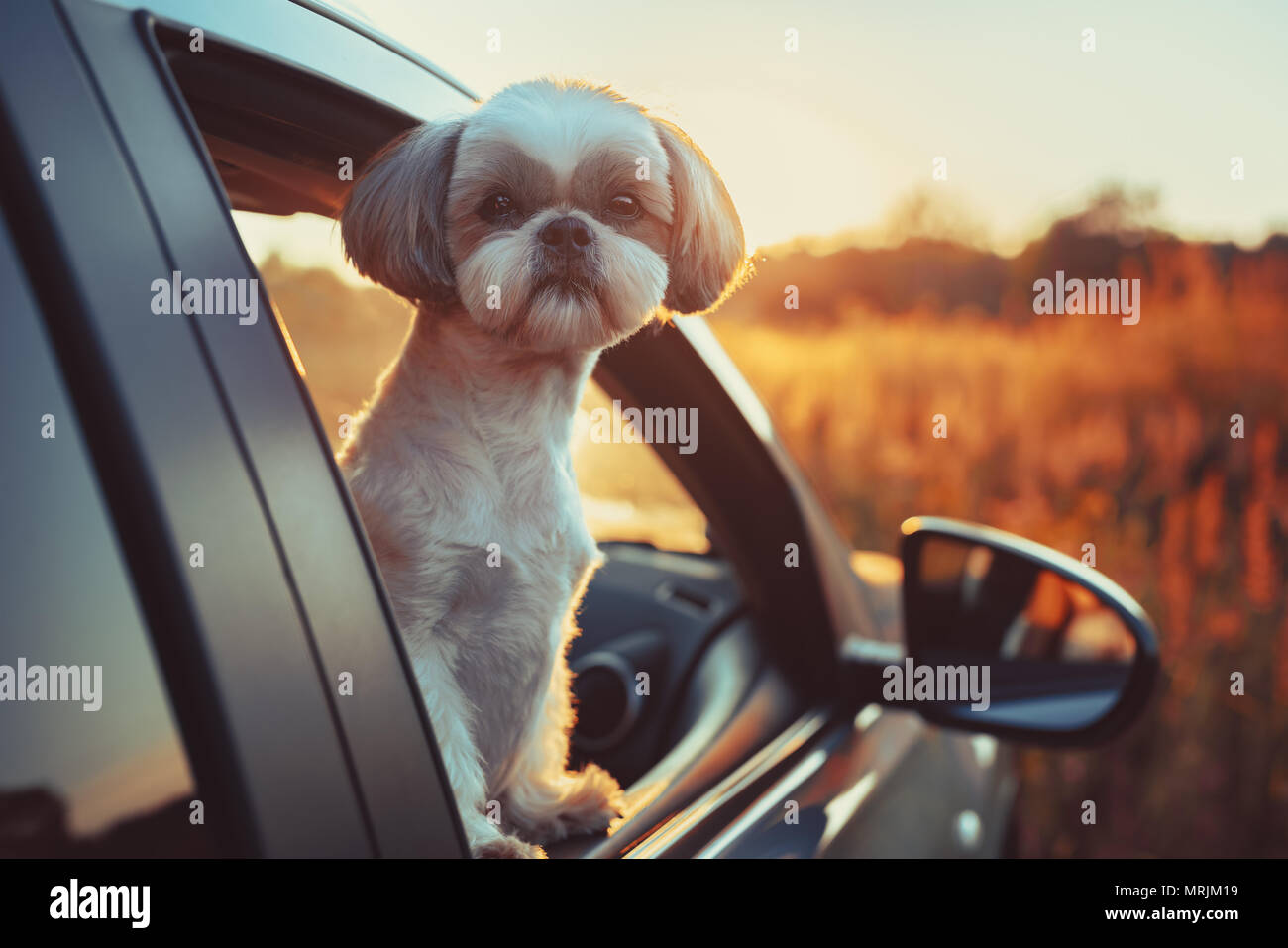 Dog out car window hi-res stock photography and images - Alamy